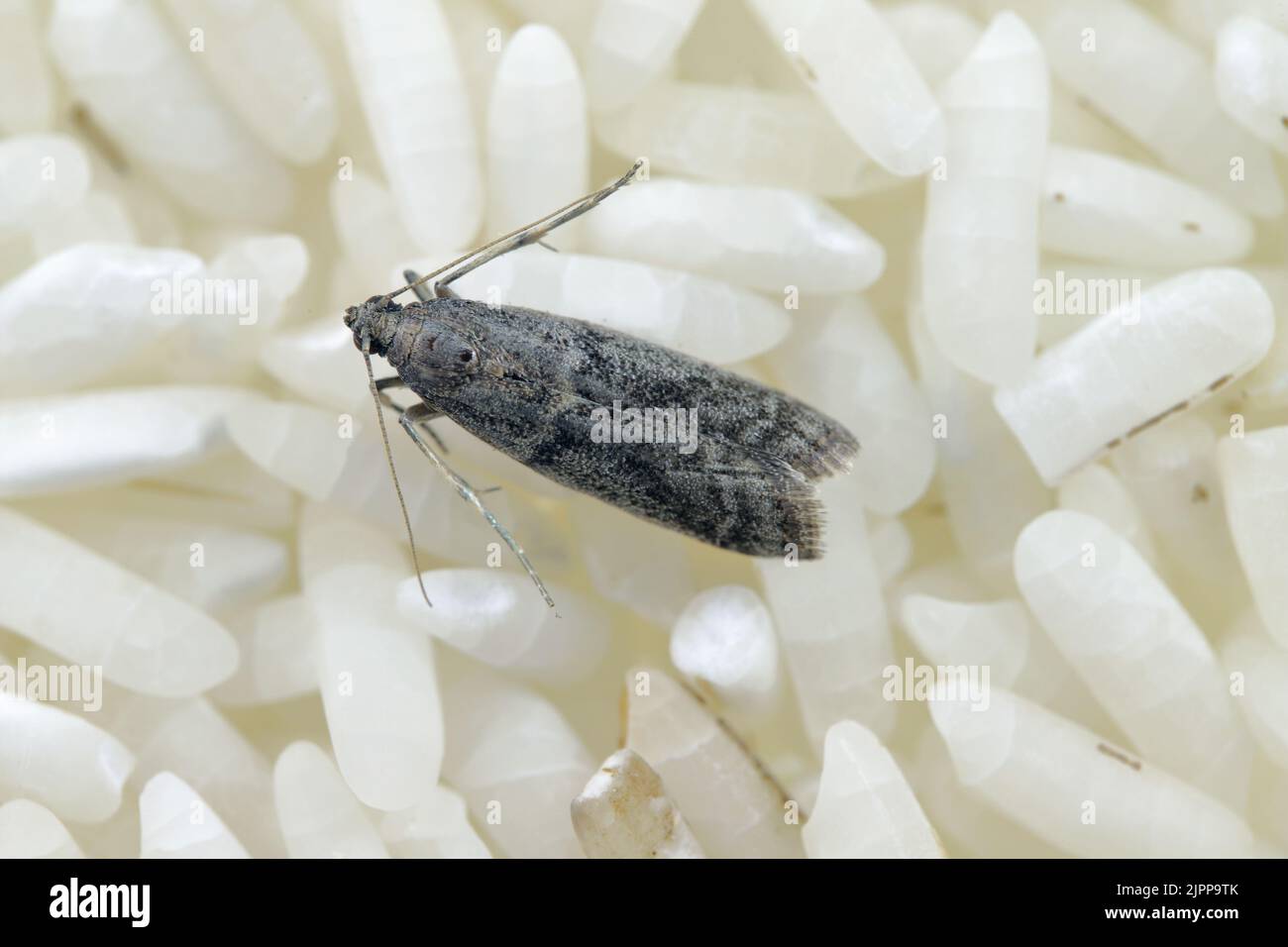 Gros plan détaillé sur le petit Tobacco Moth, Ephestia elutella - un ...