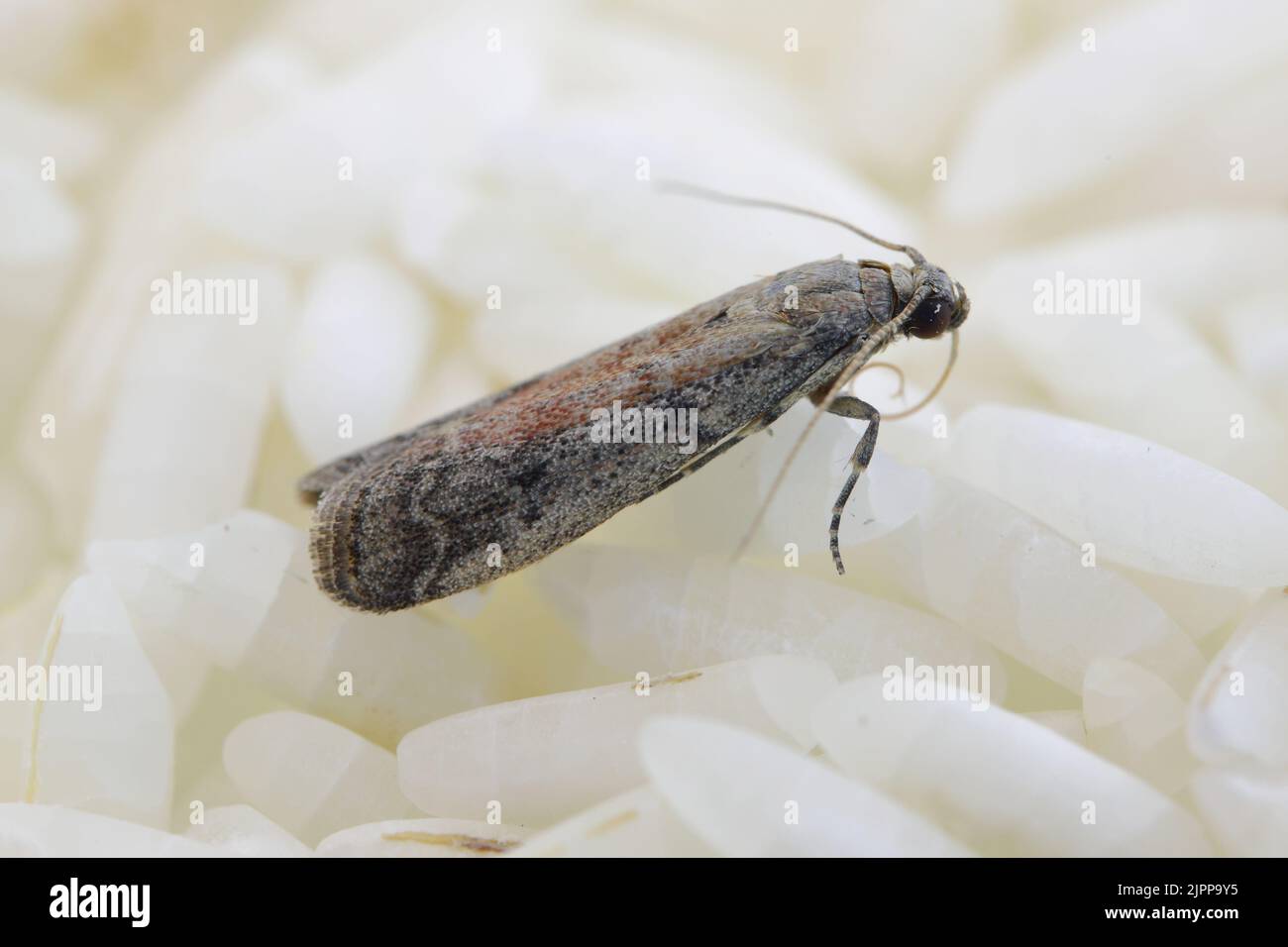 Gros plan détaillé sur le petit Tobacco Moth, Ephestia elutella - un ...