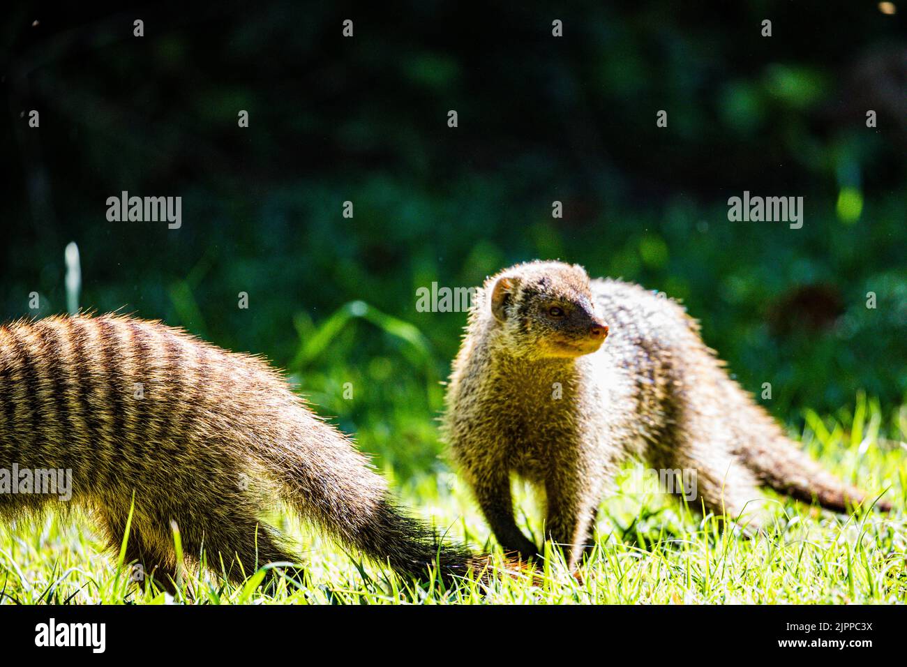 la mongoose est un petit mammifère carnivore terrestre appartenant à la famille des Herpestidae ...