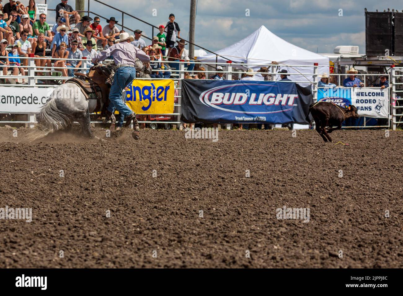 Cowboy riding a horse while lassoing Banque de photographies et d’images à haute résolution - Alamy