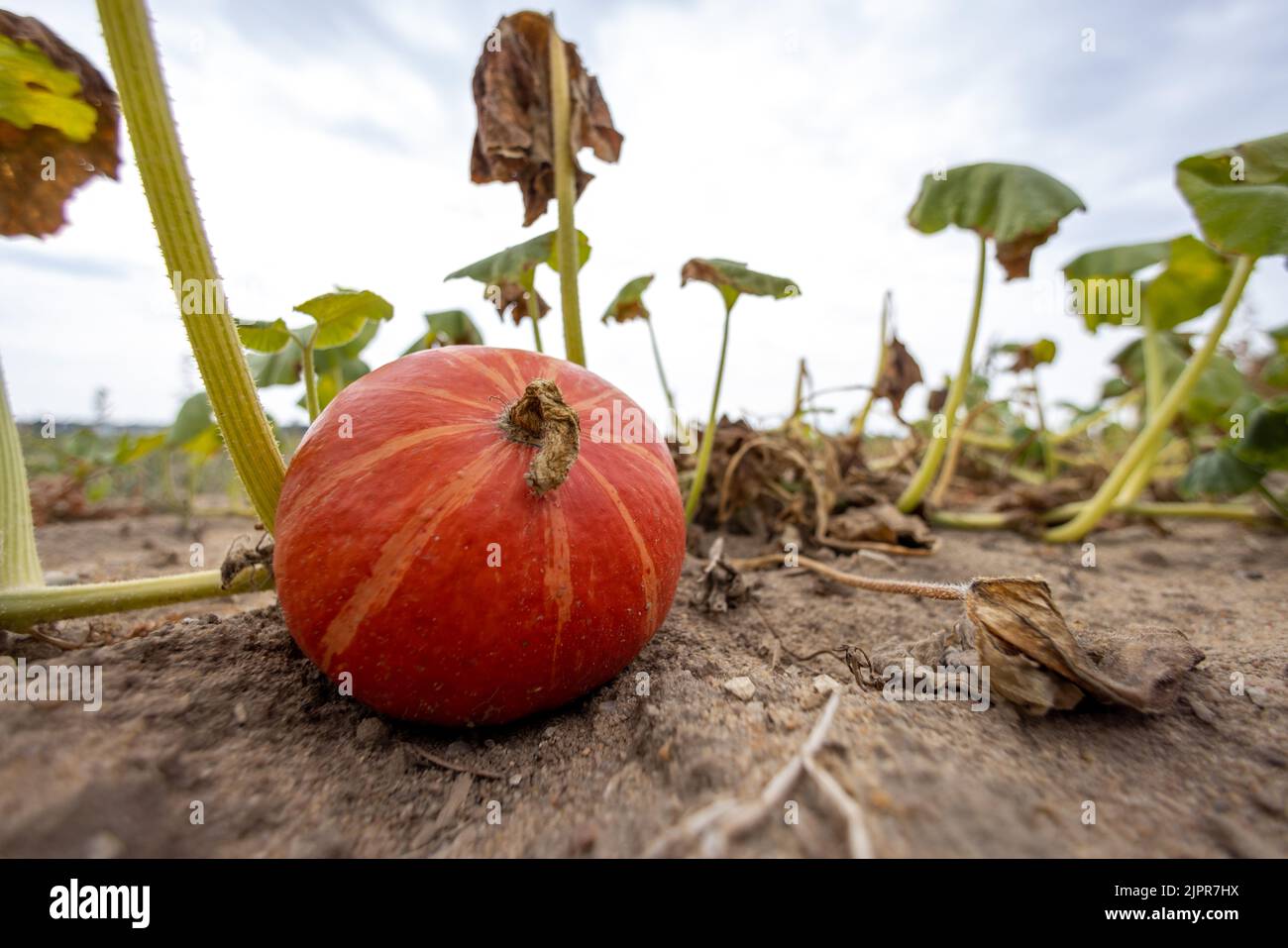18 août 2022, Bavière, Fürth: Une citrouille se trouve sur un terrain ...
