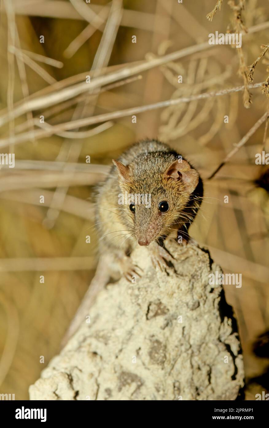 Musaraignes marsupiales Banque de photographies et d’images à haute ...