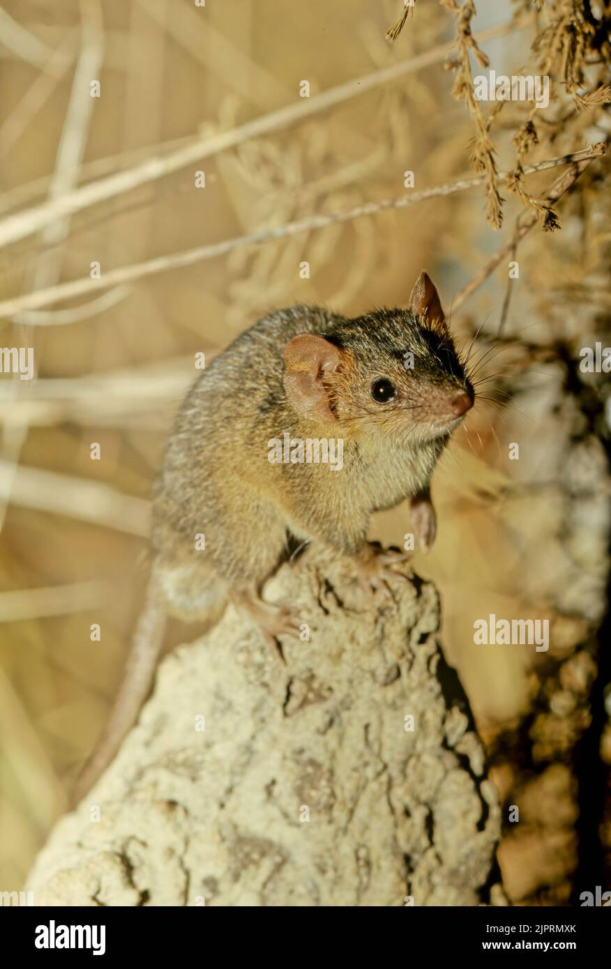Musaraignes marsupiales Banque de photographies et d’images à haute ...