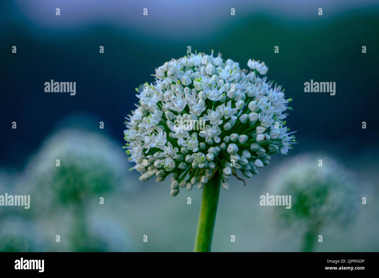 Fleur d'oignon oignons en fleur, alliums. Oignons verts. Cycle de vie ...