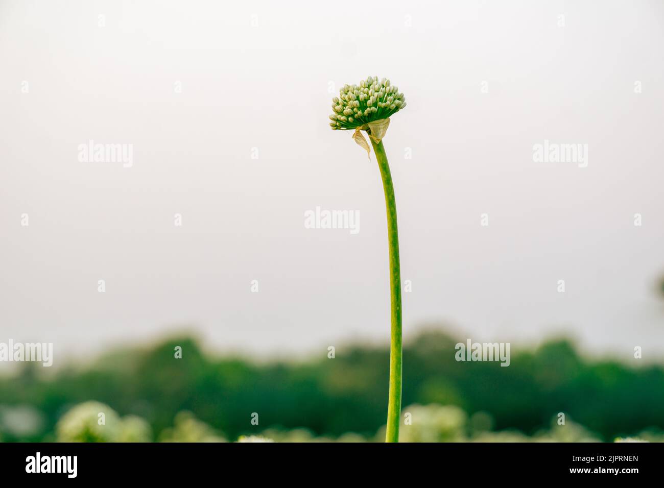 Fleurs d'oignon fleurs oignons, alliums. Oignons verts. Le cycle de vie ...