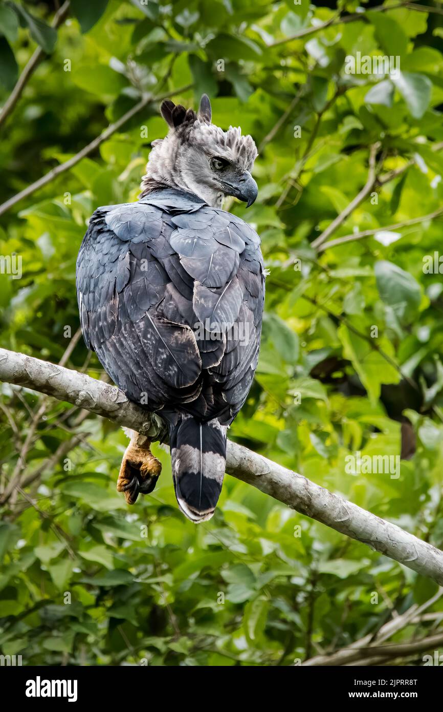 Harpy eagle harpia harpyja Banque de photographies et d’images à haute ...