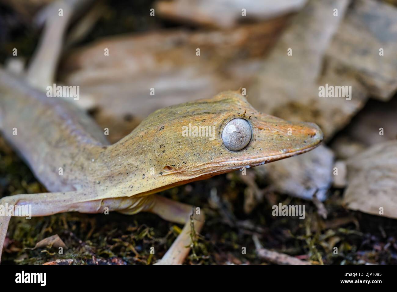 Gecko à queue plate doublée Banque de photographies et d’images à haute ...