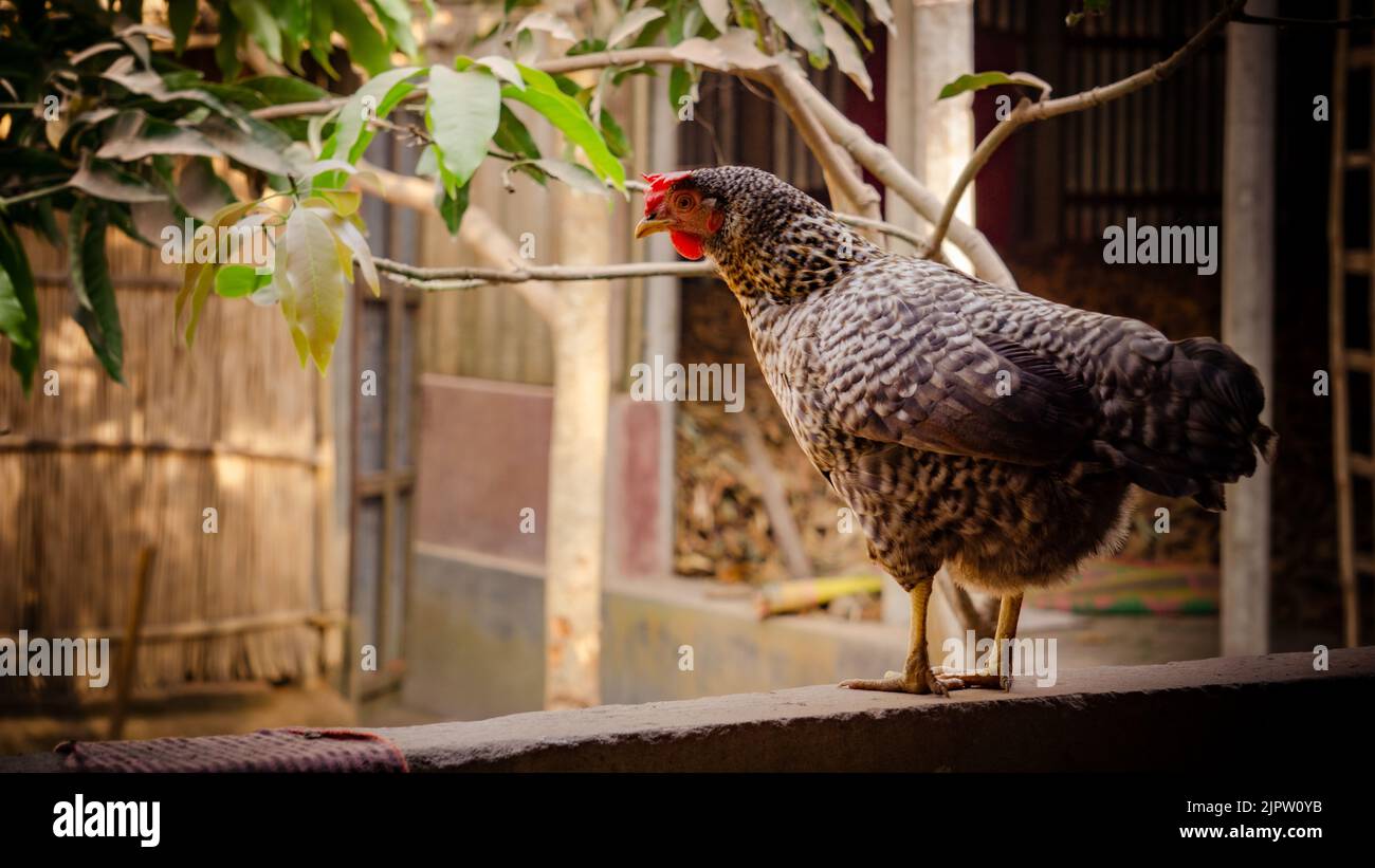 Un grand poulet est debout sur le mur du balcon. De tels poussins se ...