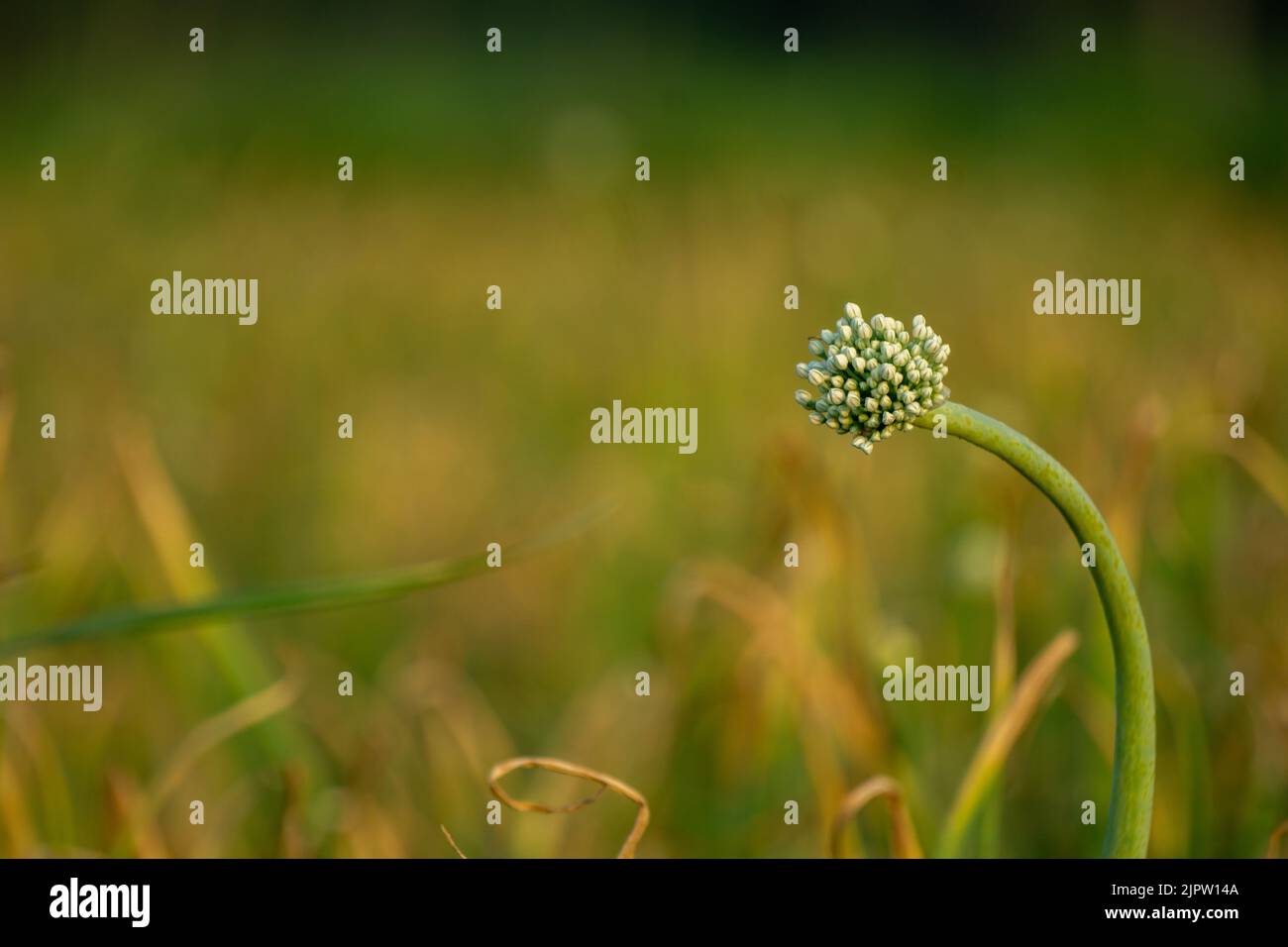 Fleurs d'oignon fleurs oignons, alliums. Oignons verts. Le cycle de vie ...