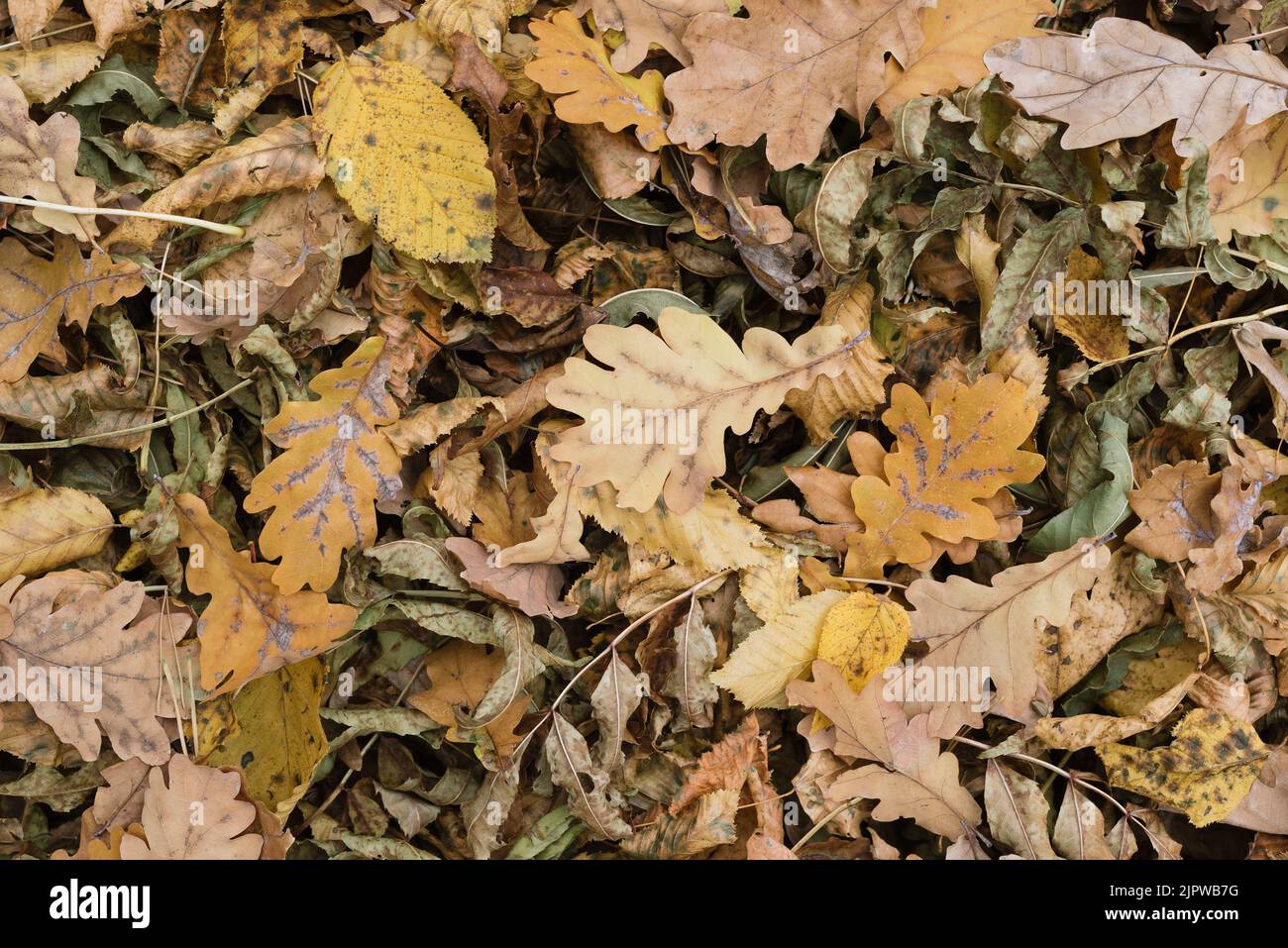 Fond naturel avec texture de la couverture forestière d'automne avec ...