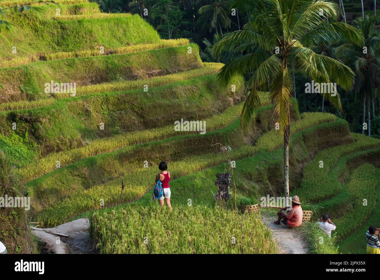 Bali people rice terraces Banque de photographies et d’images à haute ...