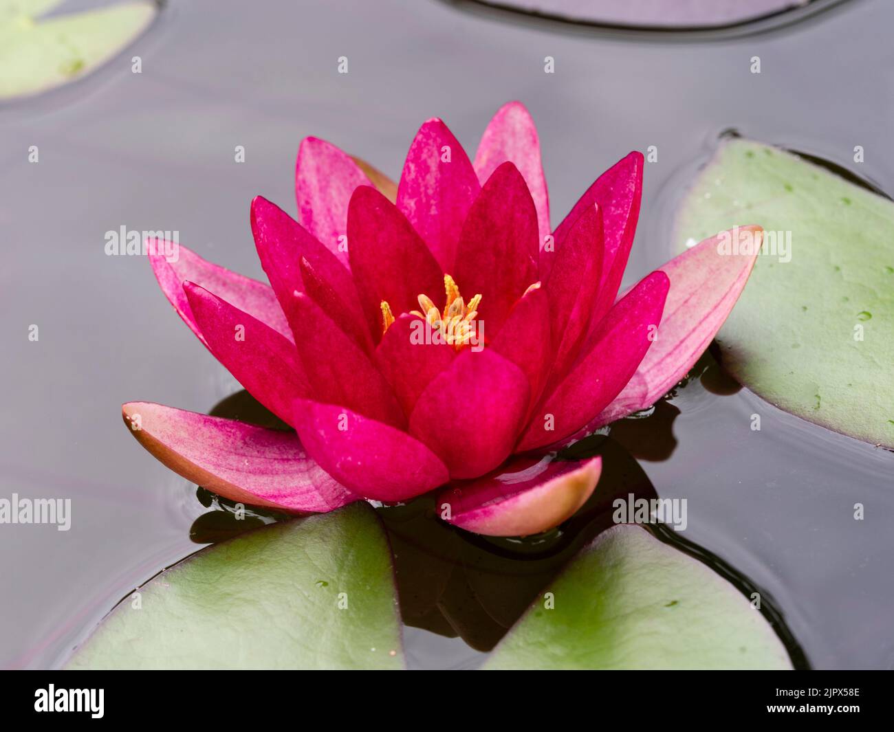 Nymphaea aquatique Banque de photographies et d’images à haute ...