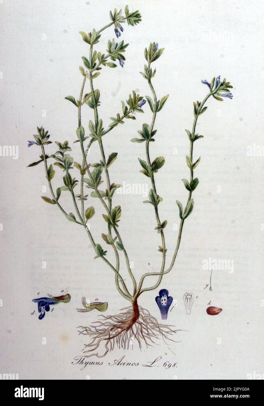 Thymus acinos Banque de photographies et d’images à haute résolution ...