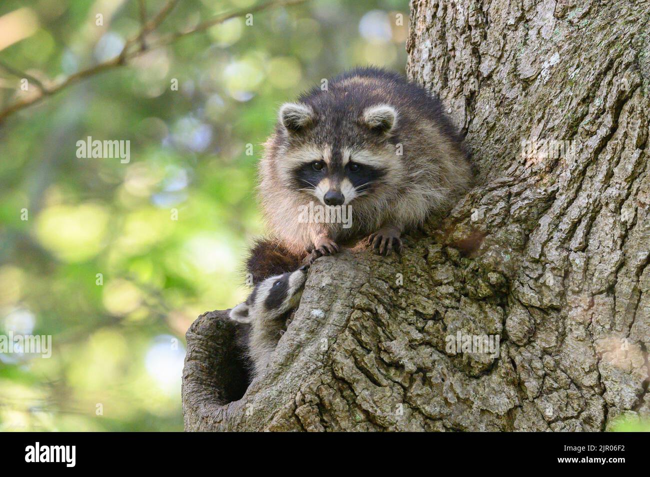 Un petit gros plan d'un ravissant raton laveur avec son mignon petit ...