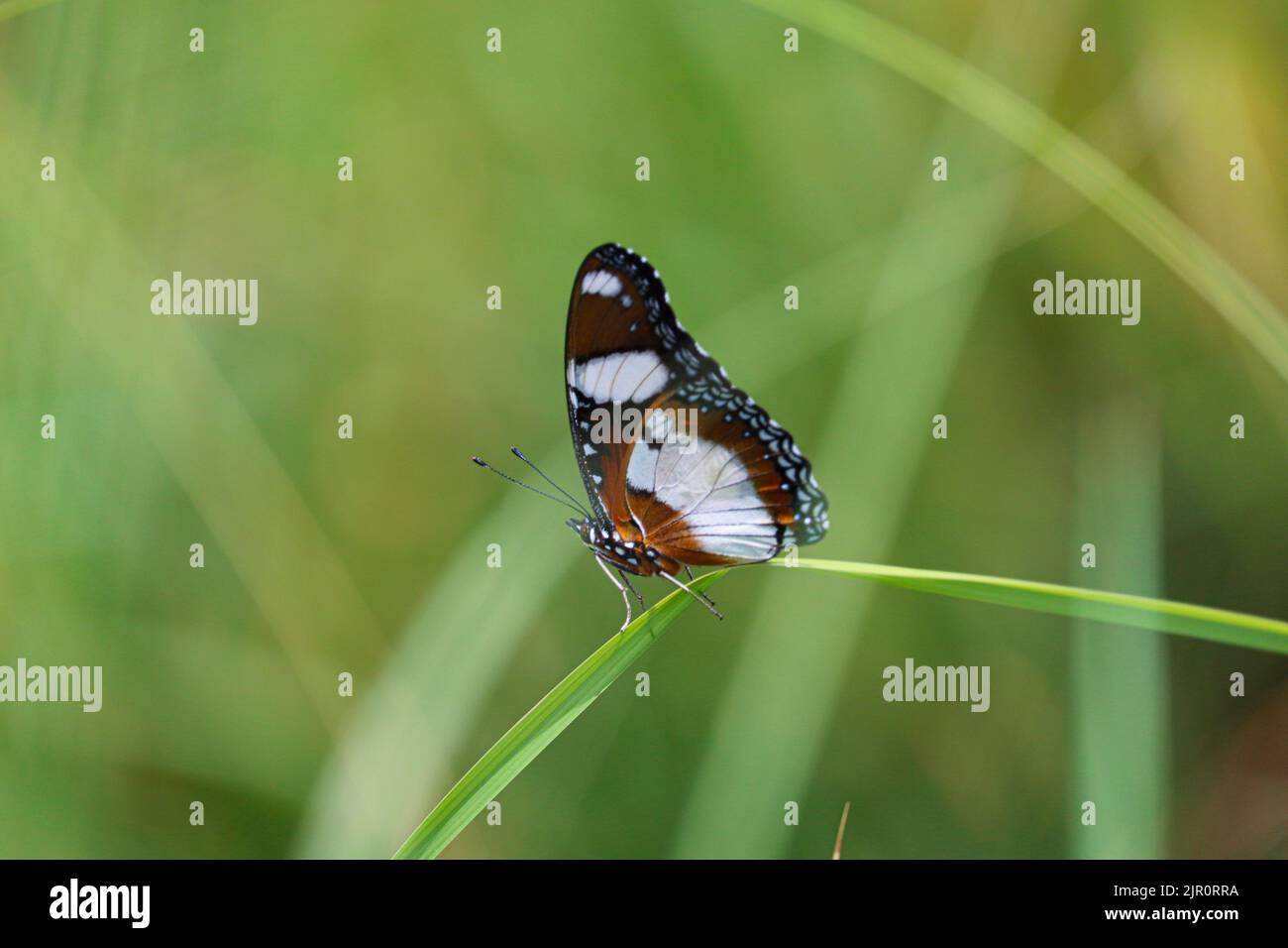 Papillon tropical hypolimnas misippus Banque de photographies et d ...