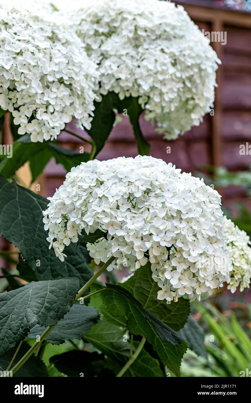 Hydrangea arborescens Annabelle, un grand arbuste nord-américain bushy , qui produit de très ...