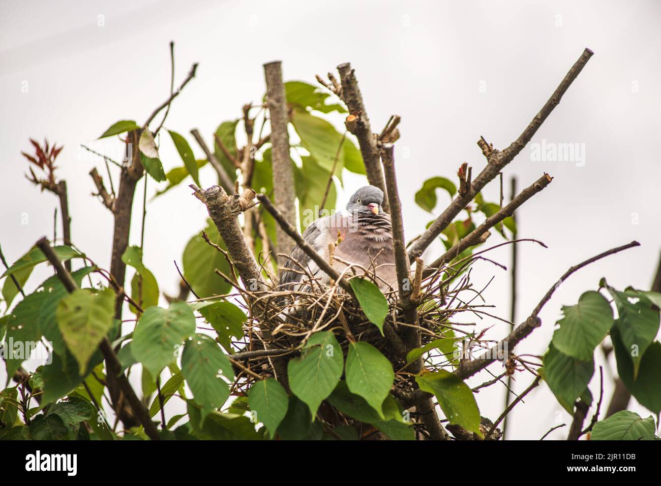 Nesting period Banque de photographies et d’images à haute résolution ...