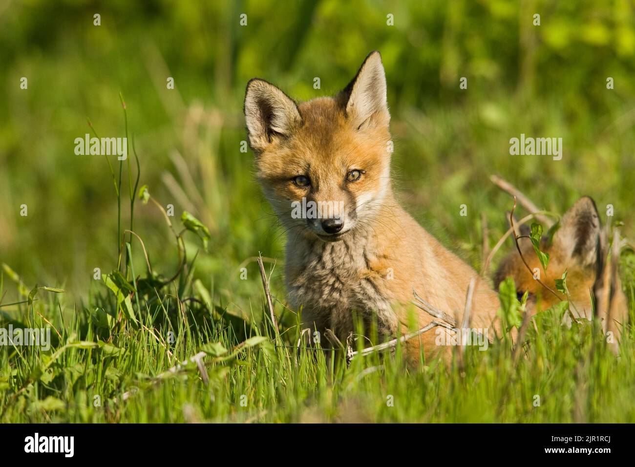 Renard renard roux vulpes vulpes jeune kit printemps Banque de ...
