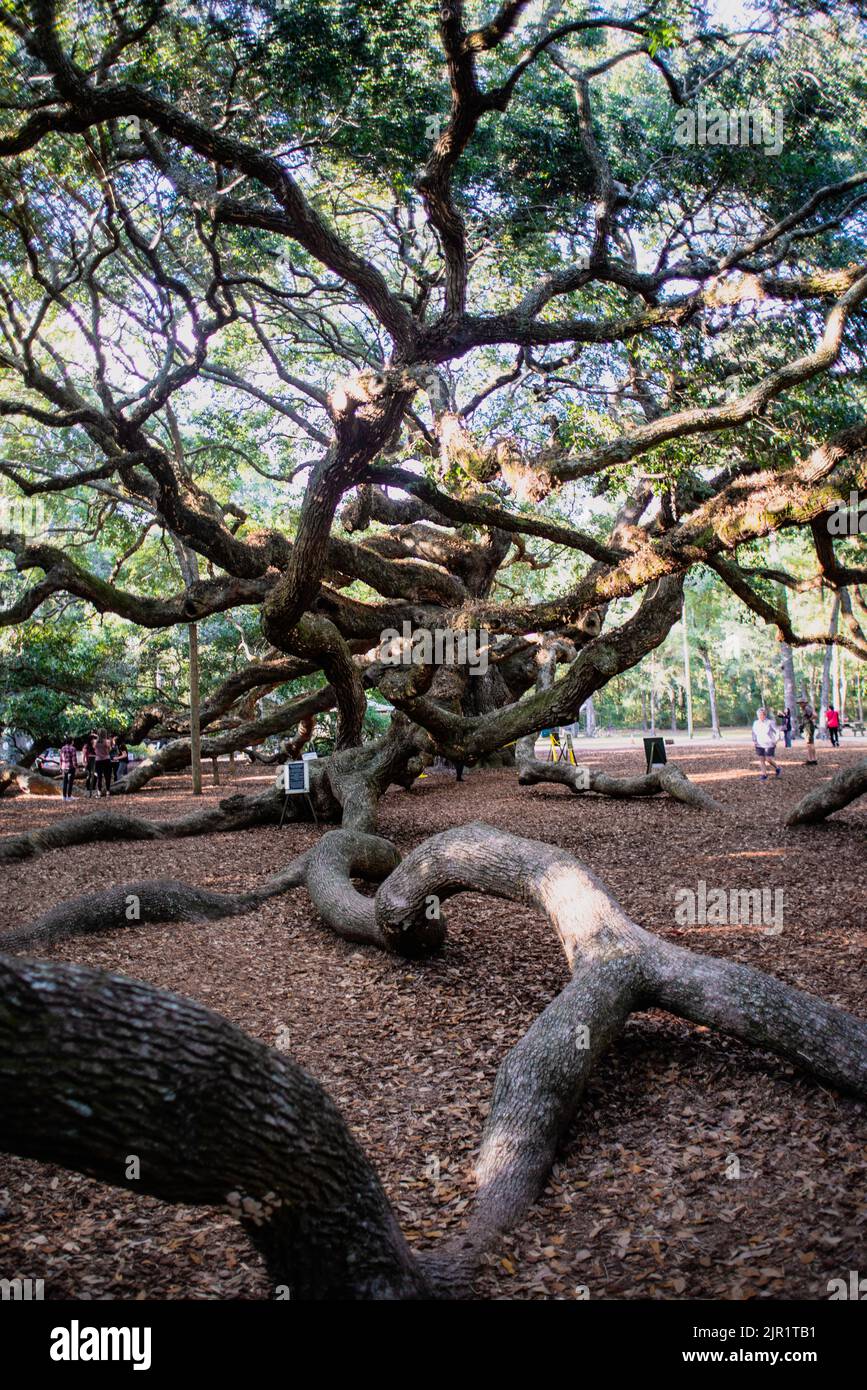 Angel oak tree Banque de photographies et d’images à haute résolution ...
