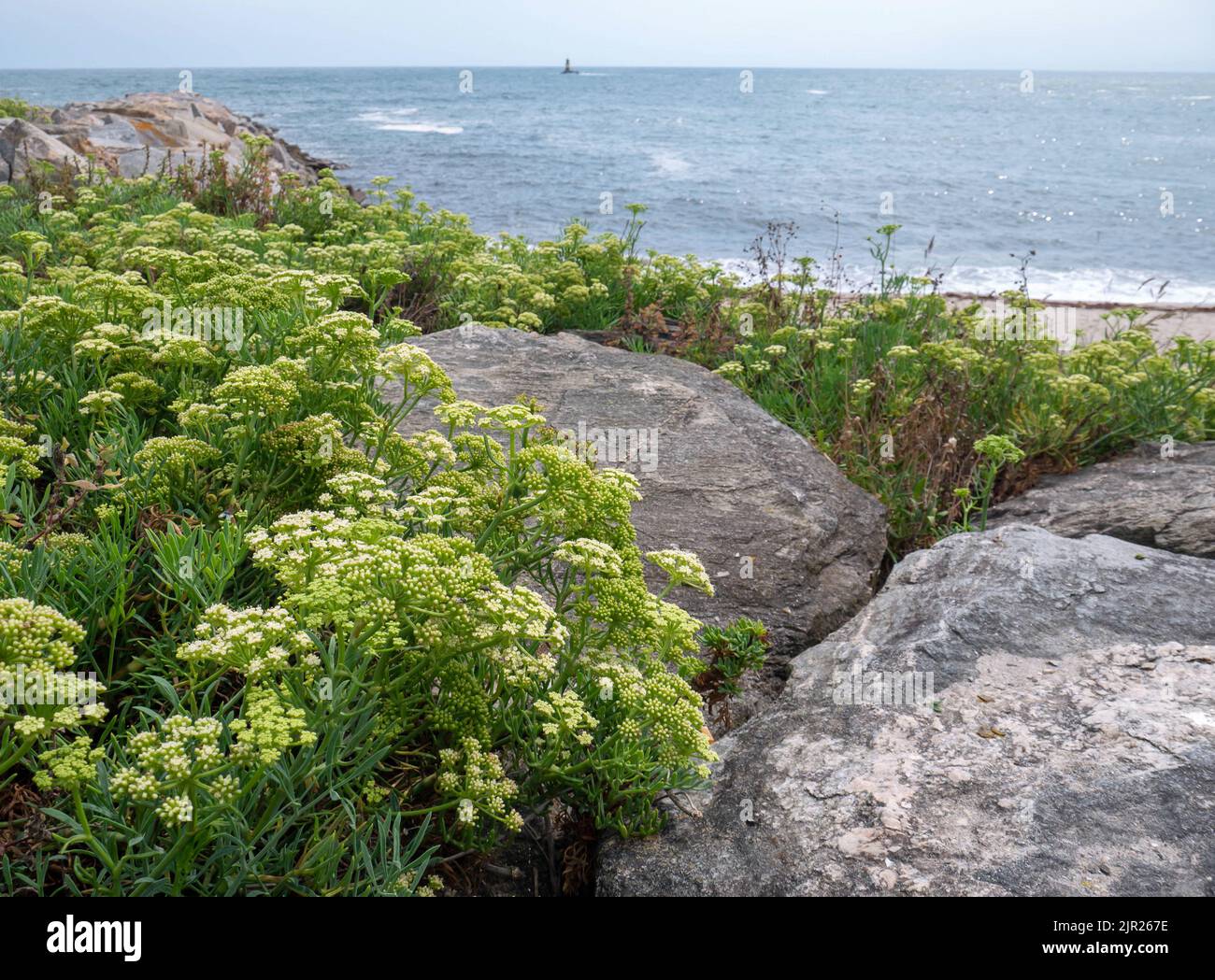 Crithmum maritimum nourriture Banque de photographies et d’images à ...