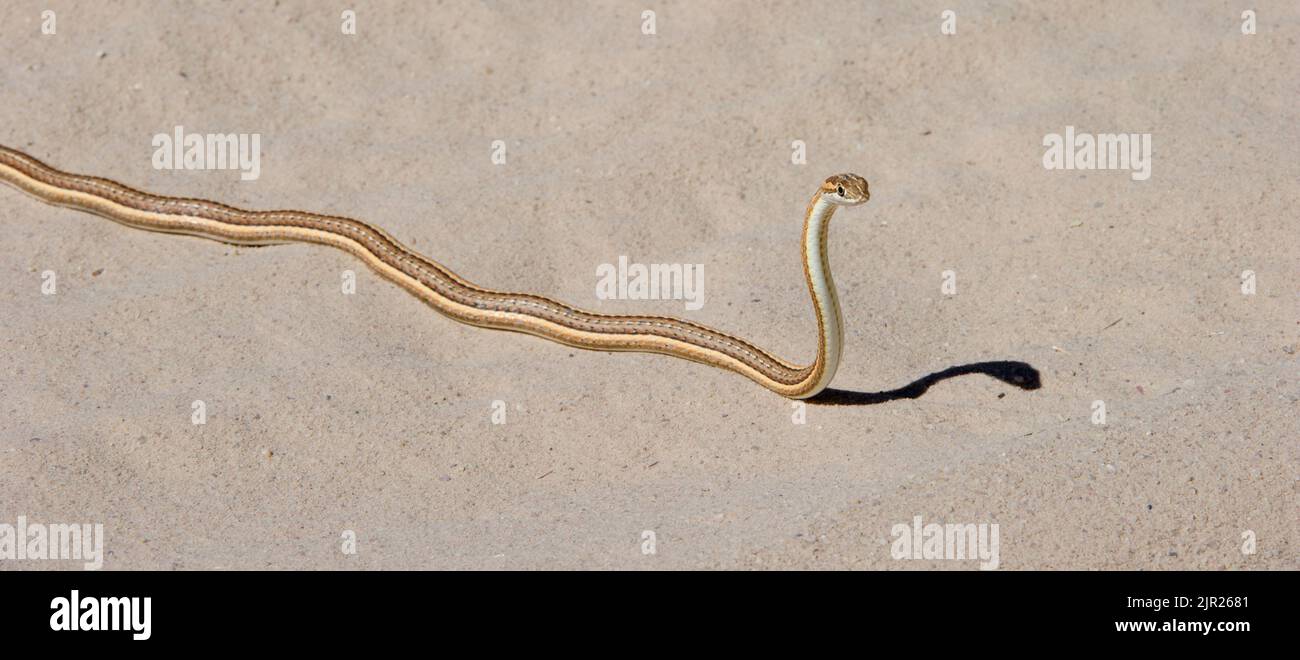 Parc transfrontalier du kalahari Banque de photographies et d’images à ...