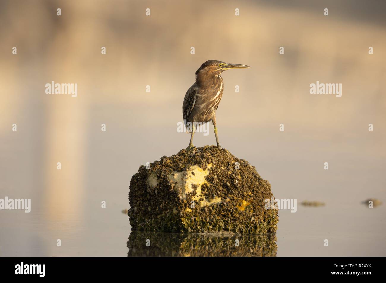 Mangrove heron Banque de photographies et d’images à haute résolution ...