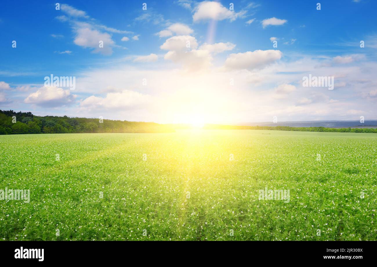Champ rectangulaire Banque de photographies et d’images à haute ...