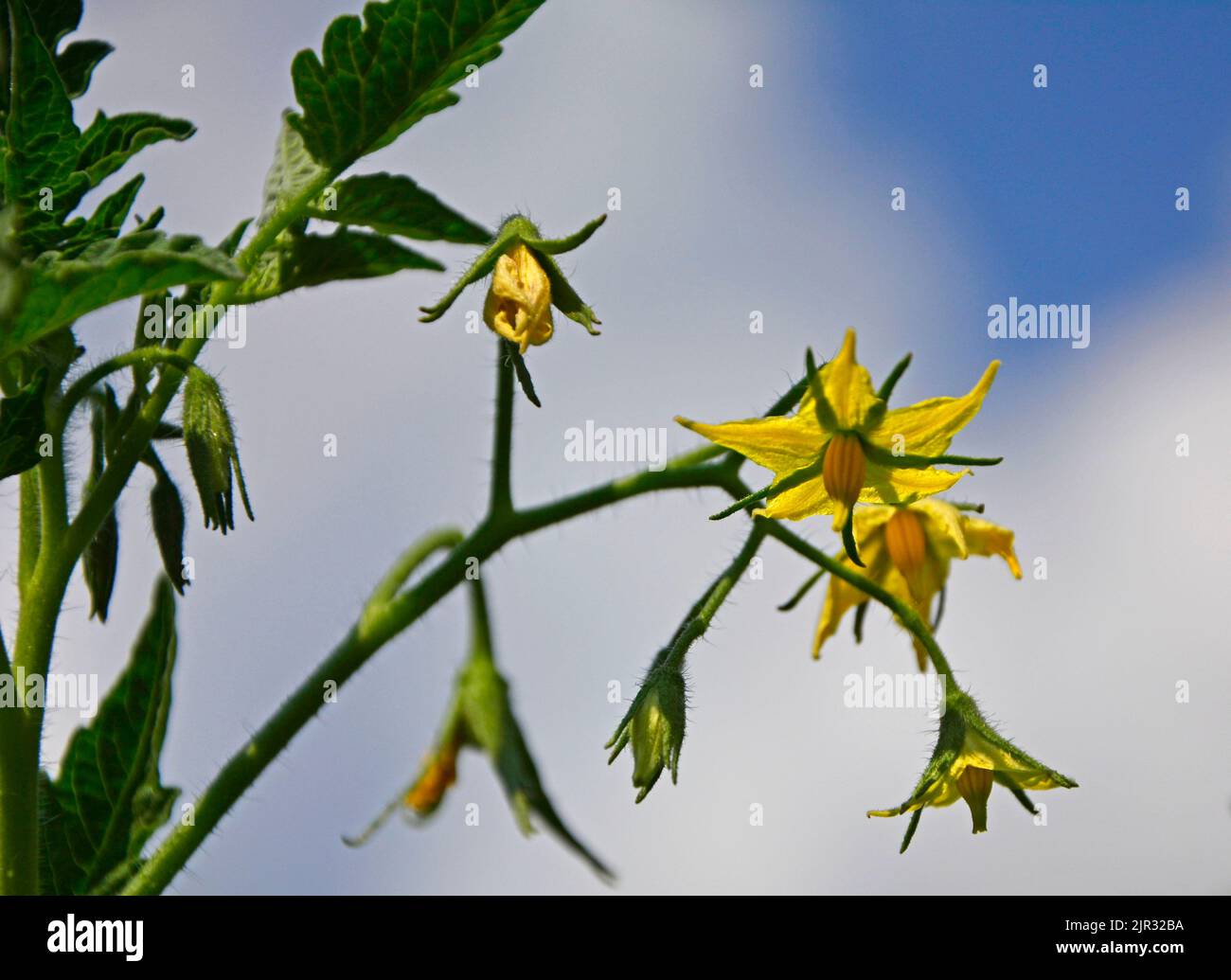 Tomate en pleine floraison Banque de photographies et d’images à haute ...