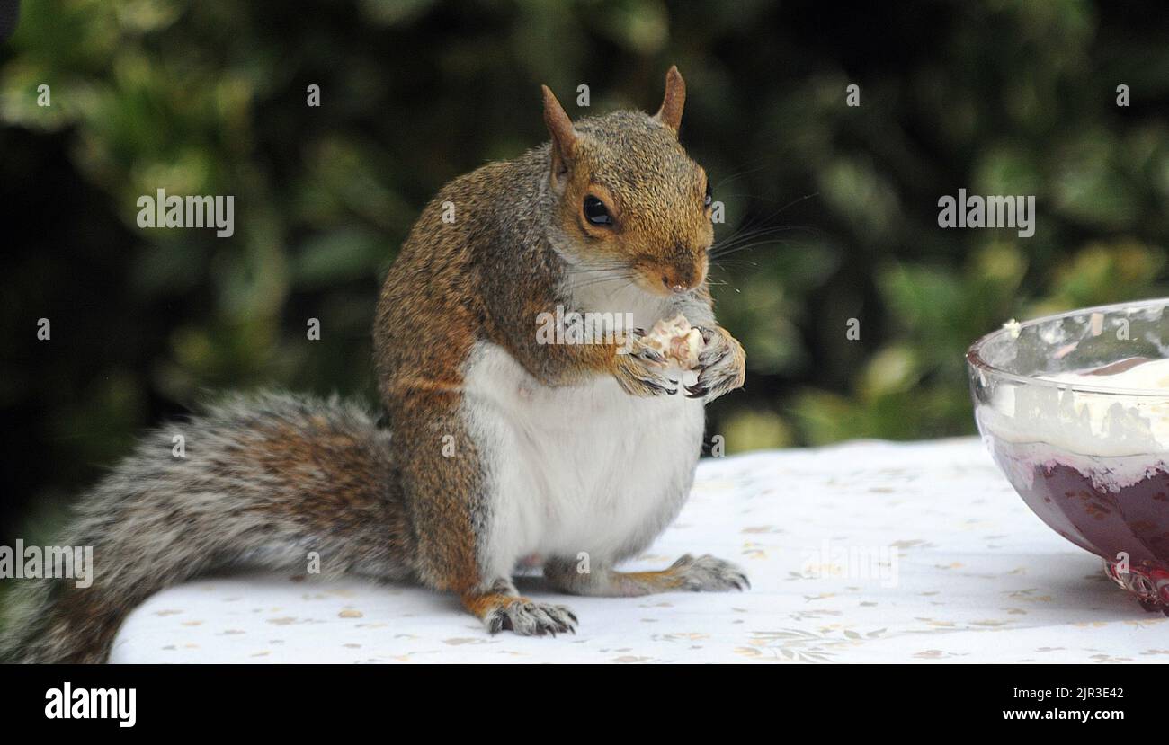 Mike eastman Banque de photographies et d’images à haute résolution - Alamy