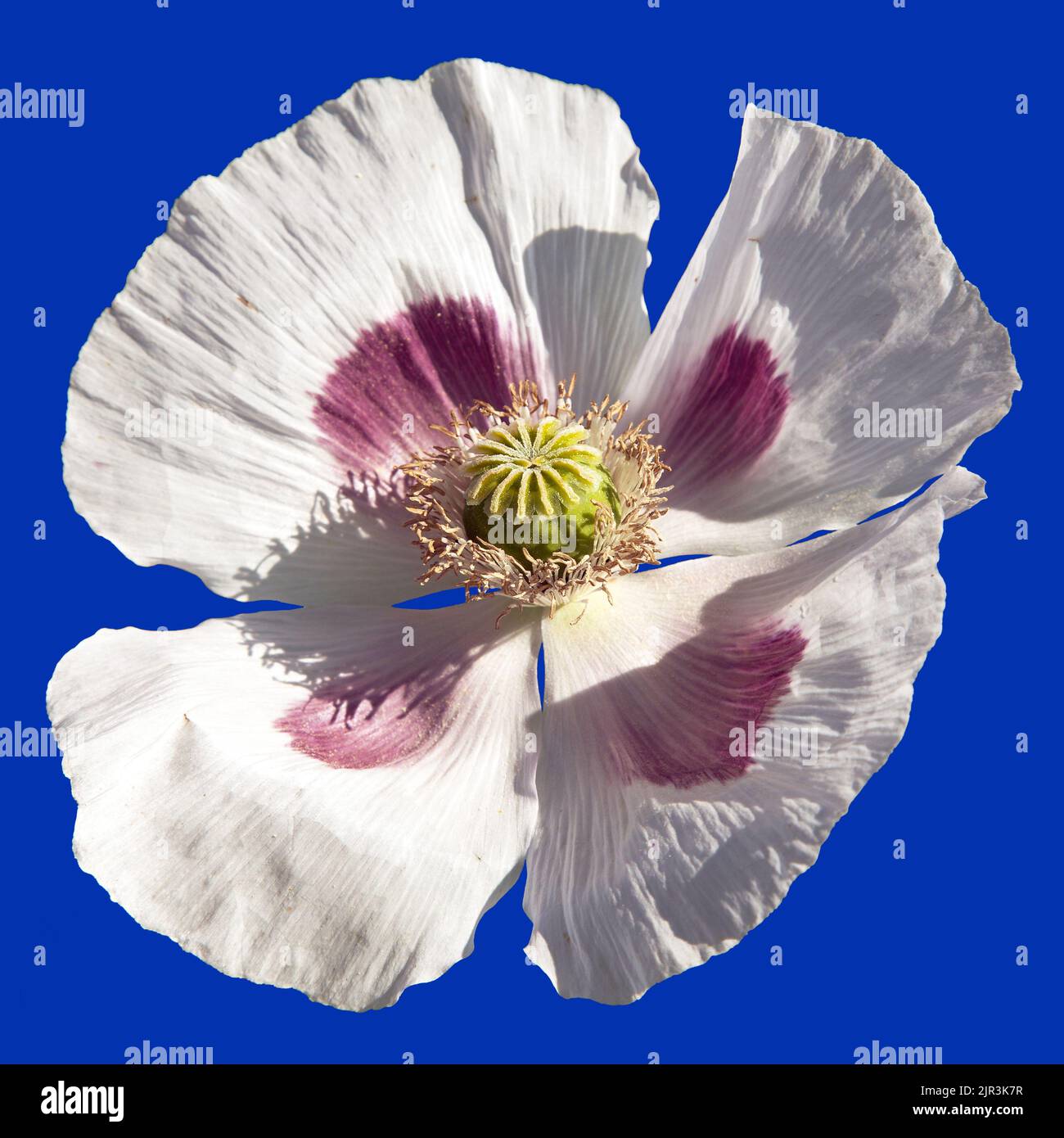Détail du pavot à fleurs ou du pavot à opium en latin papaver ...
