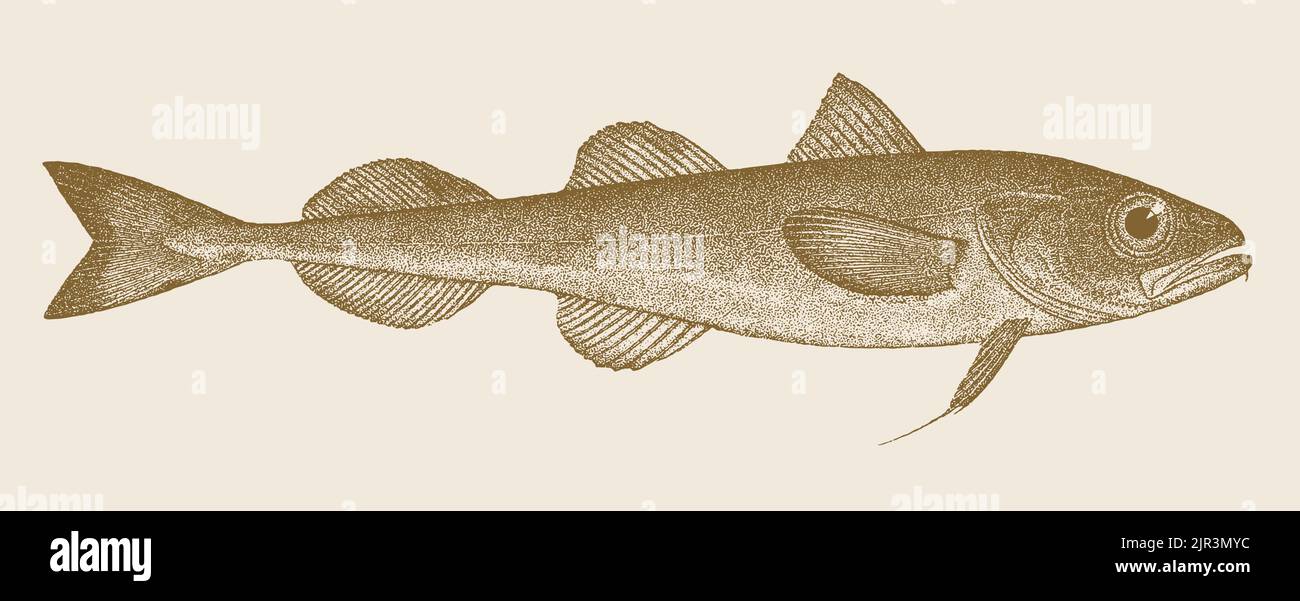 Morue polaire Banque d'images vectorielles - Alamy