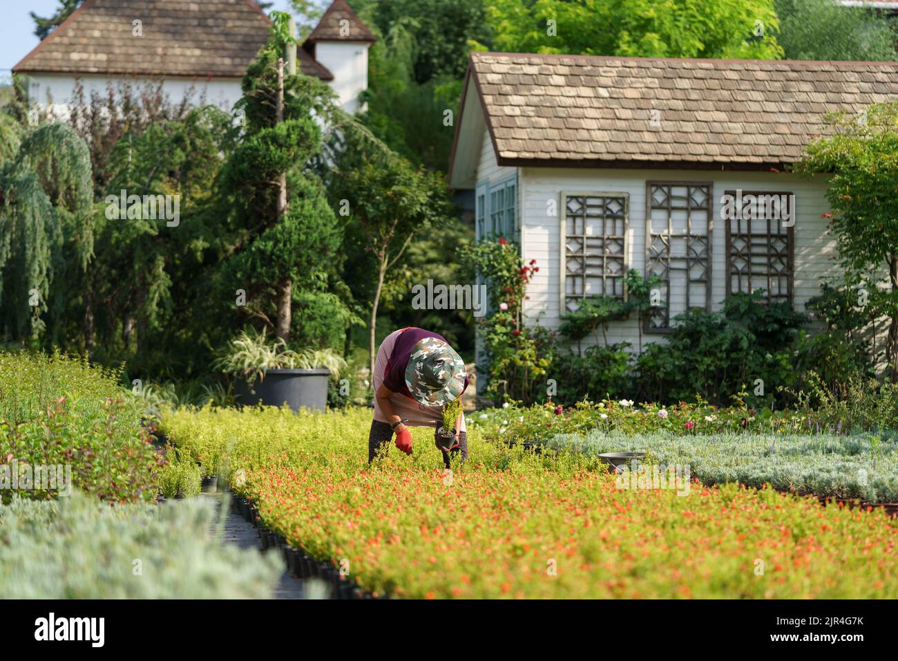 L'agriculteur tient des pots de fleurs dans les mains en mettant dans ...