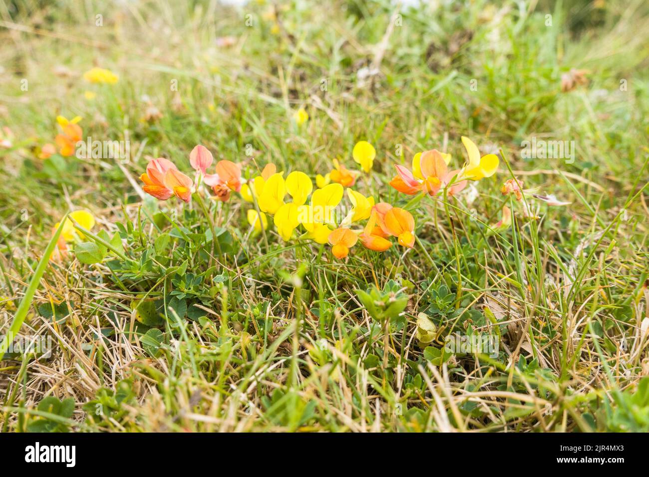 Trèfle de pied d'oiseau (Lotus corniculatus) poussant sur une réserve ...