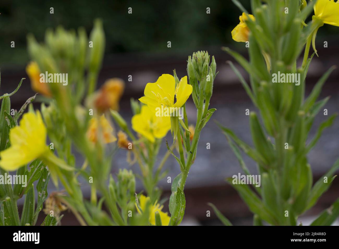 Oenothera spec Banque de photographies et d’images à haute résolution ...