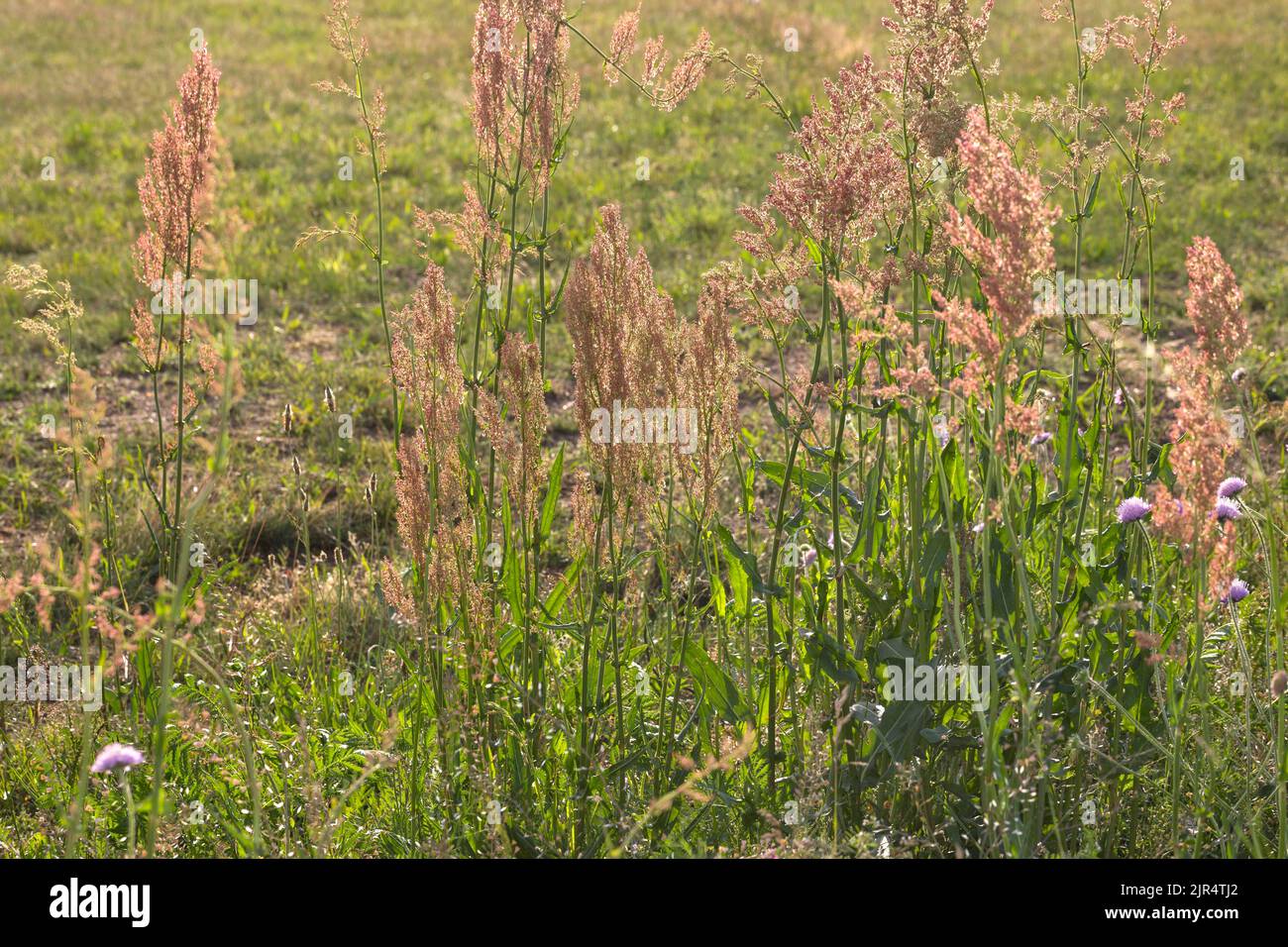 Rumex thyrsiflorus Banque de photographies et d’images à haute ...