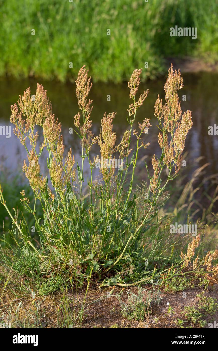 Rumex thyrsiflorus Banque de photographies et d’images à haute ...