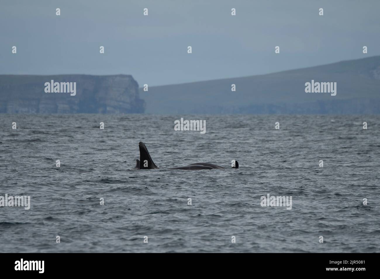 Orca ou orque (Orcinus orca), gousse se déplaçant à travers le son de ...