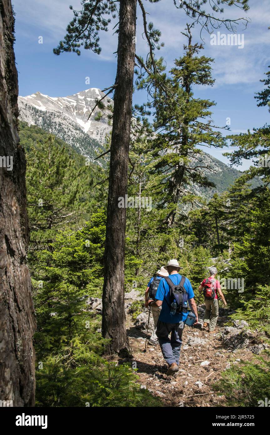 Randonneurs forestiers marcheurs Banque de photographies et d’images à ...