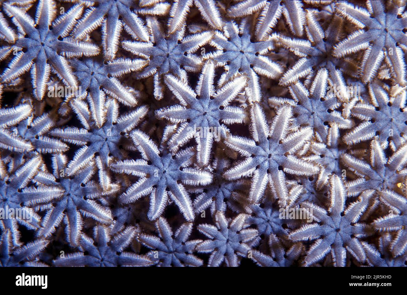 Clavularia polyps Banque de photographies et d’images à haute ...