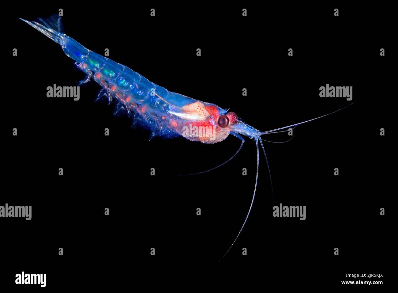 Meganyctiphanes norvegica Banque de photographies et d’images à haute ...