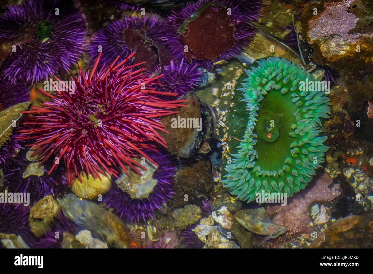 Anemone vert géant avec oursin de la mer Rouge à Tongue point dans la ...