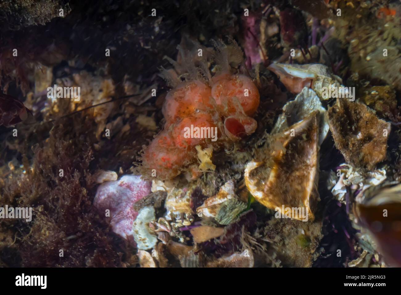Ascidie aux champignons, Distaplia occidentalis, à Tongue point dans la ...