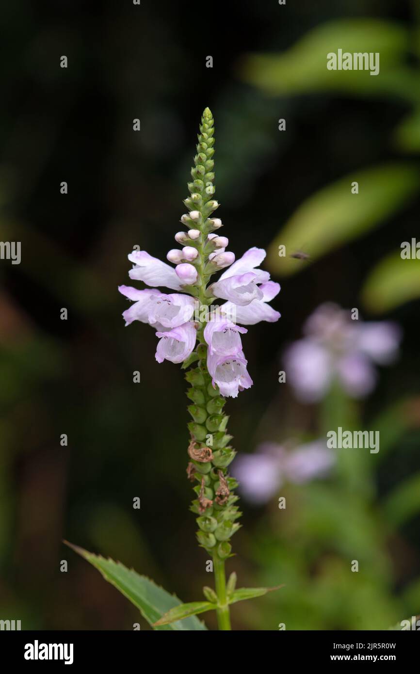 Obedient plant physostegia virginiana Banque de photographies et d ...