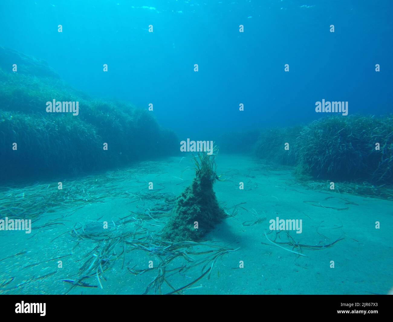 Plantes aquatiques de la mer méditerranée Banque de photographies et d ...