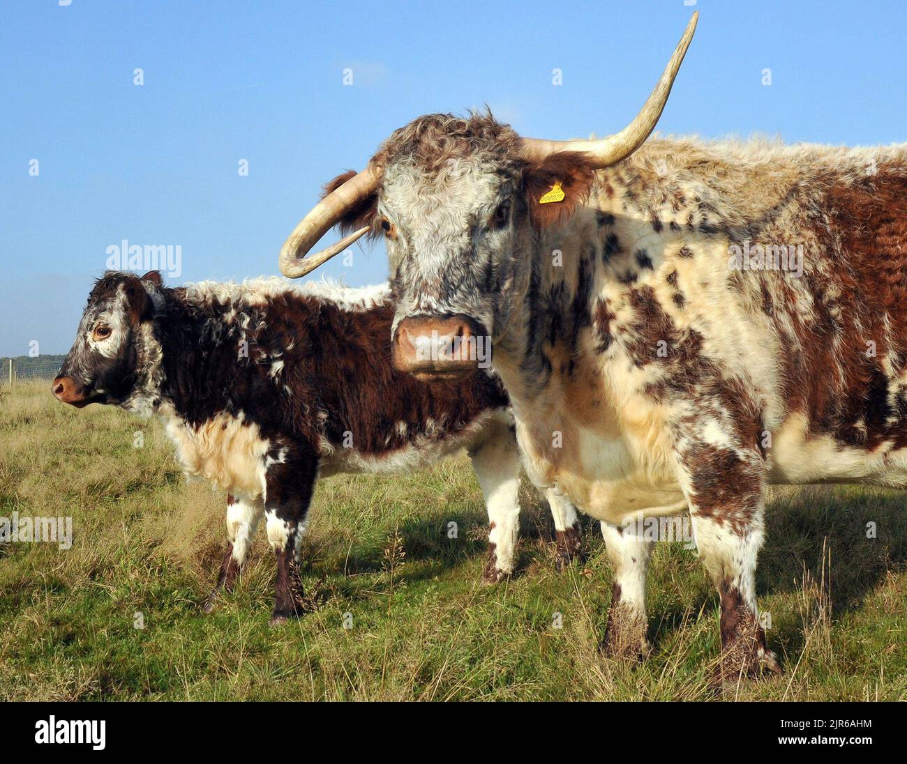 Vaches longhorn anglais Banque de photographies et d’images à haute ...
