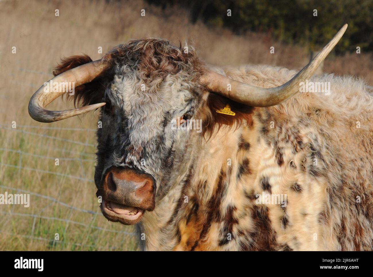 Une corne vers le haut et une corne vers le bas Gabriella la vache ...