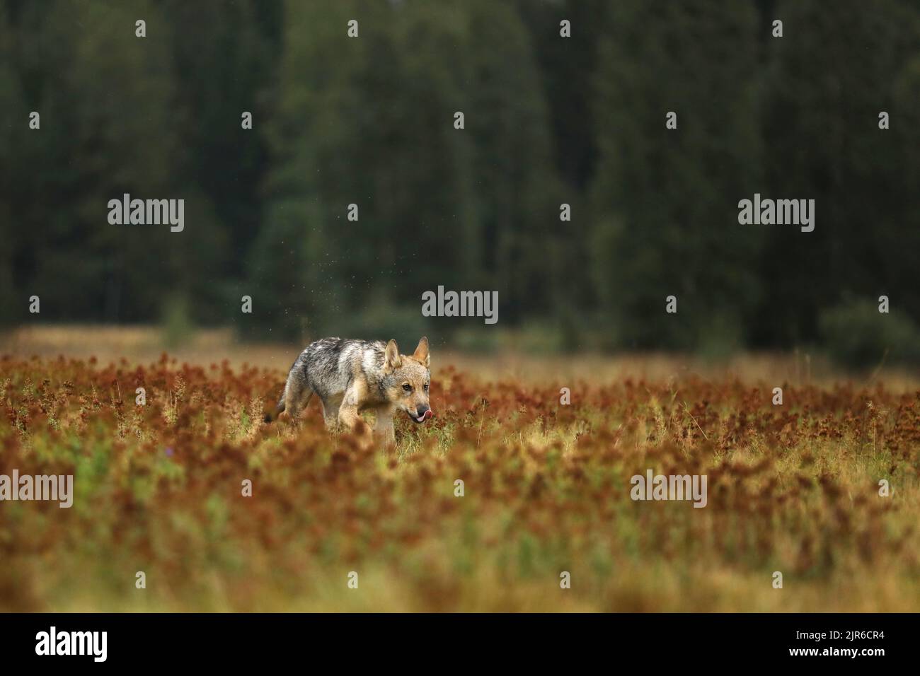 Wolf cub courant dans Blossom grass Wolf de Finlande. Loup gris, Canis ...