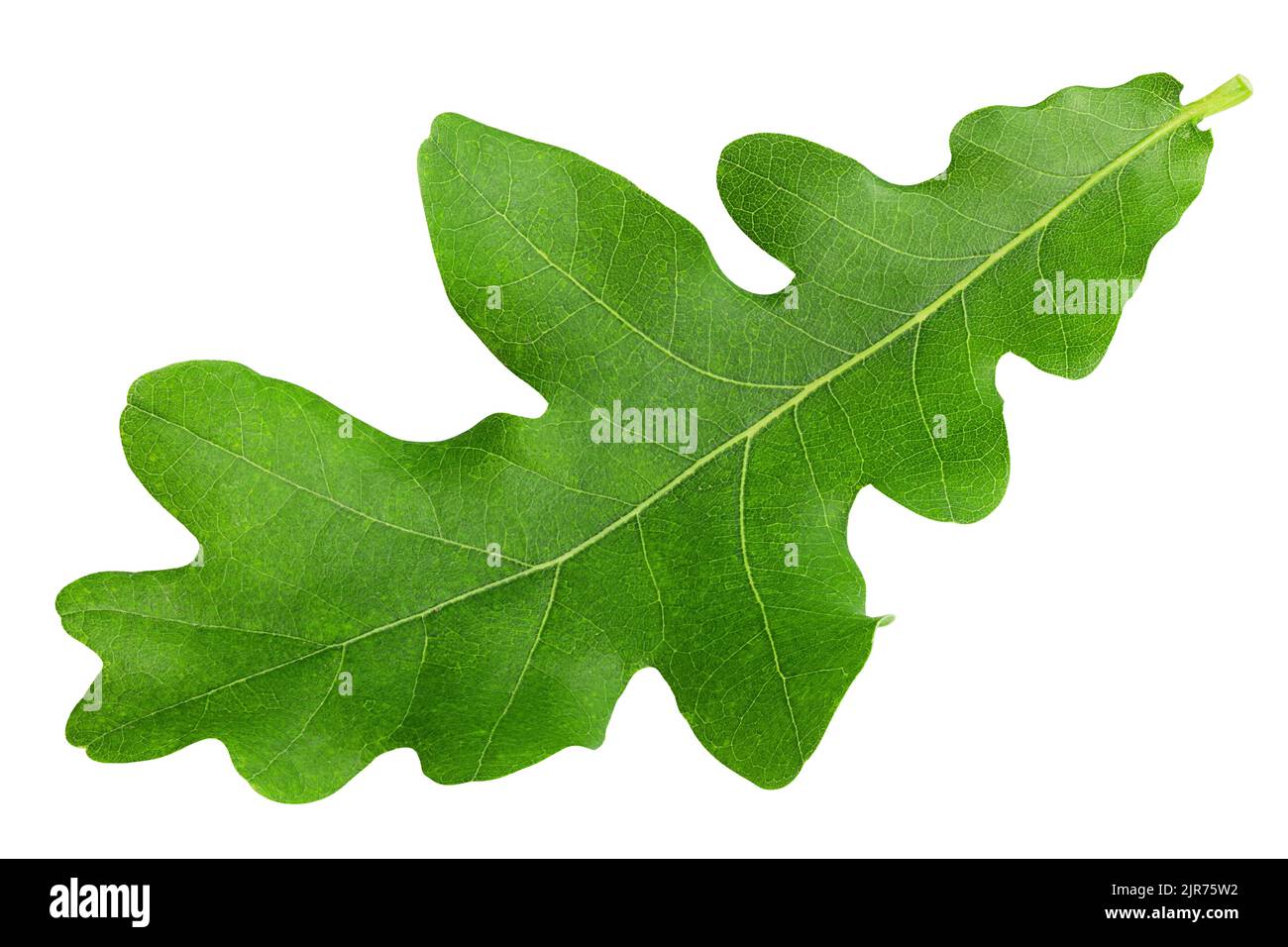 feuille de chêne, isolée sur fond blanc, passe de découpe, profondeur ...