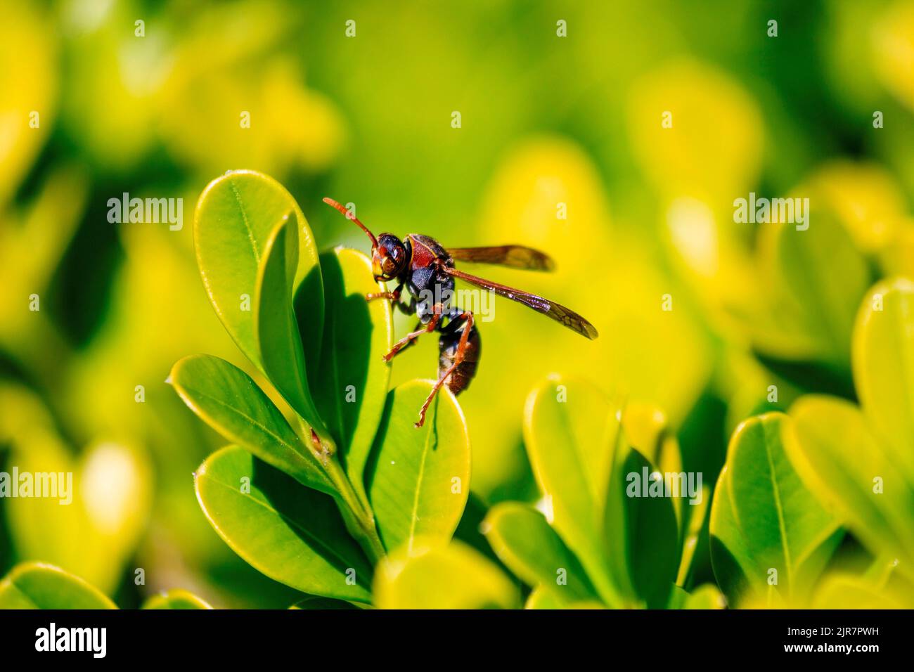 Frelon australien Banque de photographies et d’images à haute ...