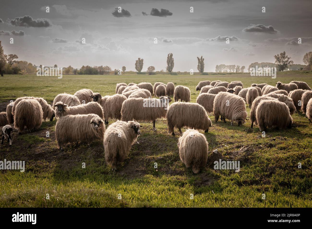 Photo de moutons, moutons blancs, debout dans un pâturage. Les moutons sont des quadrupedal, les ...